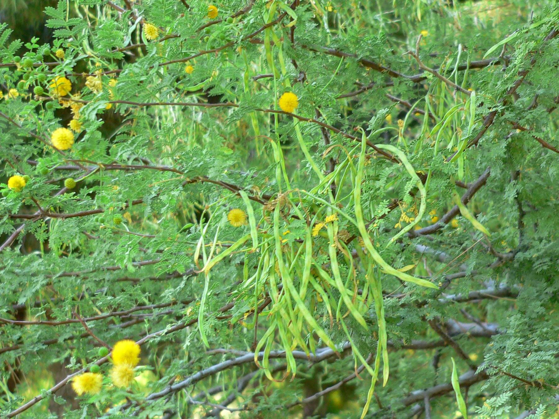 Plantid