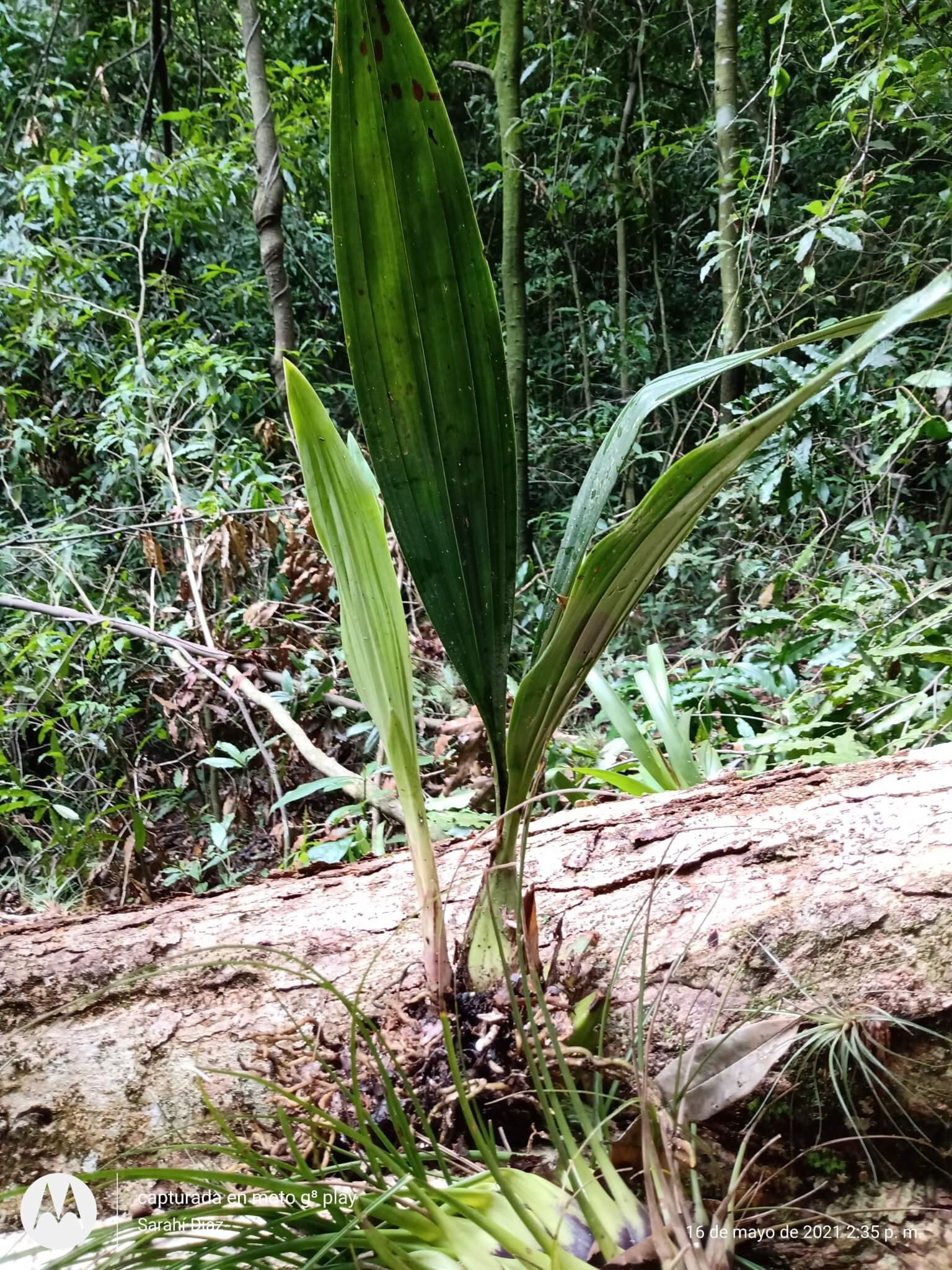 Plantid