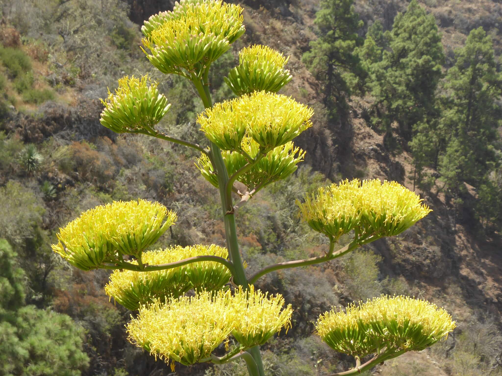 Plantid