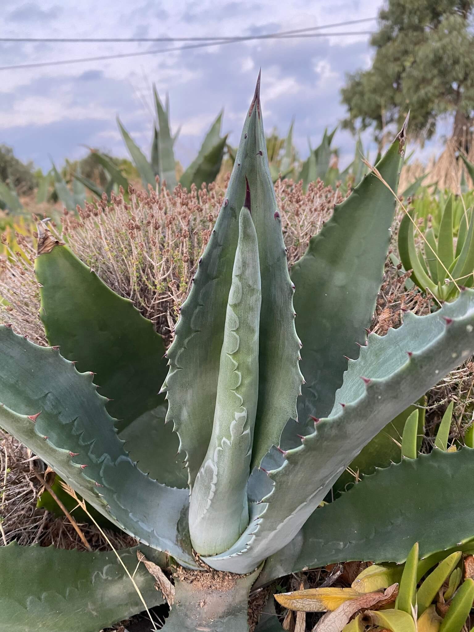 Plantid