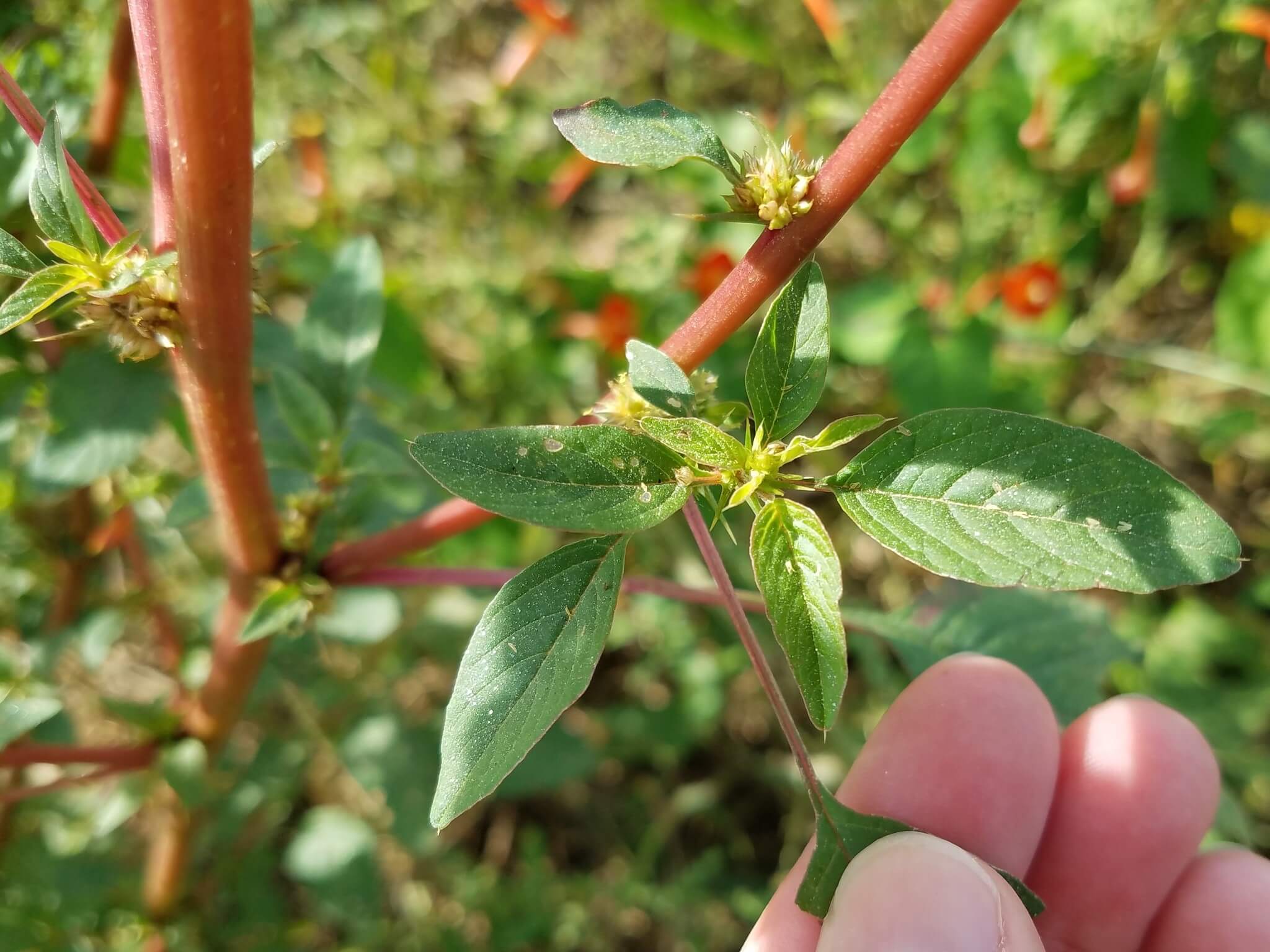 Plantid