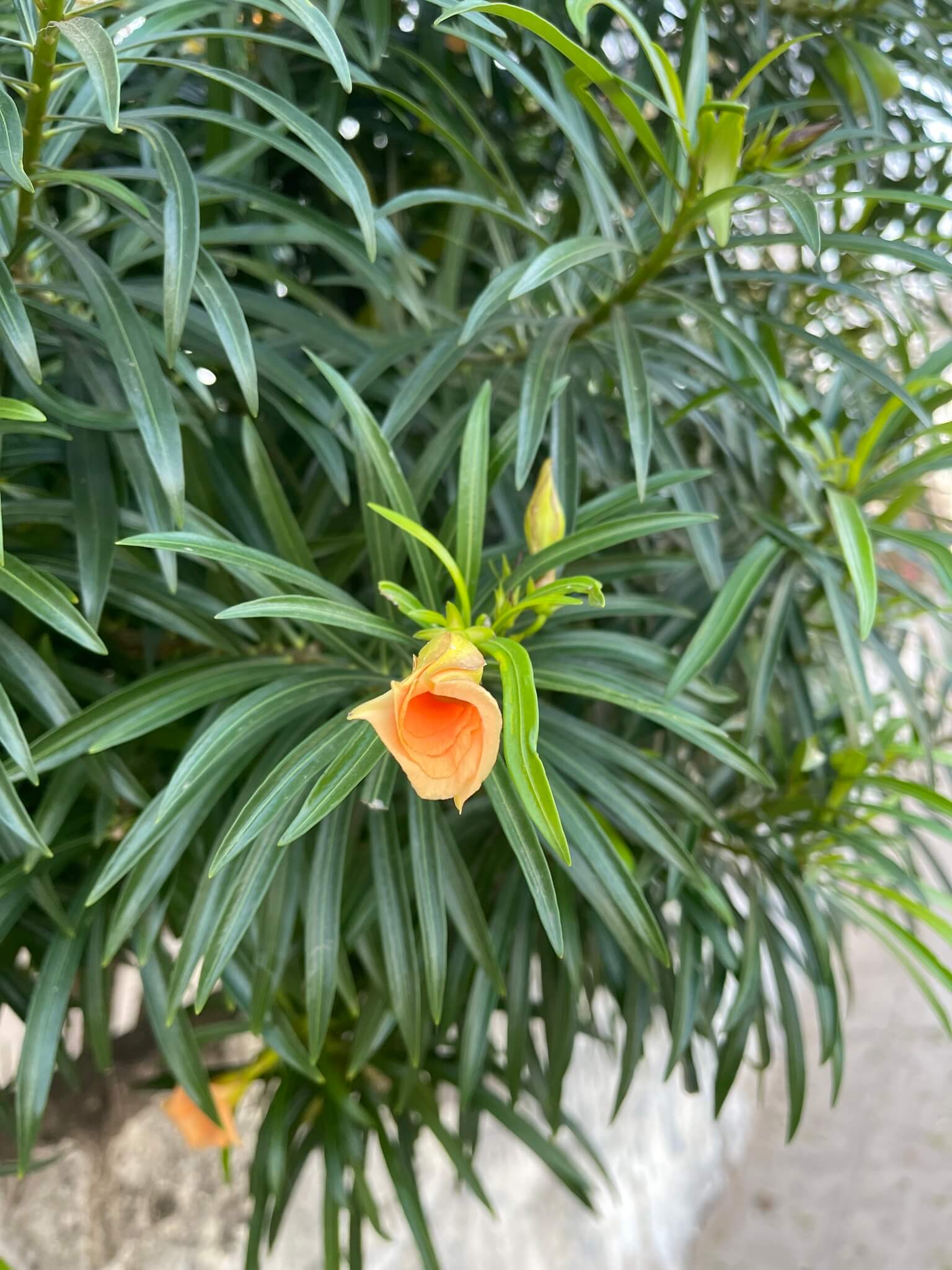 Plantid