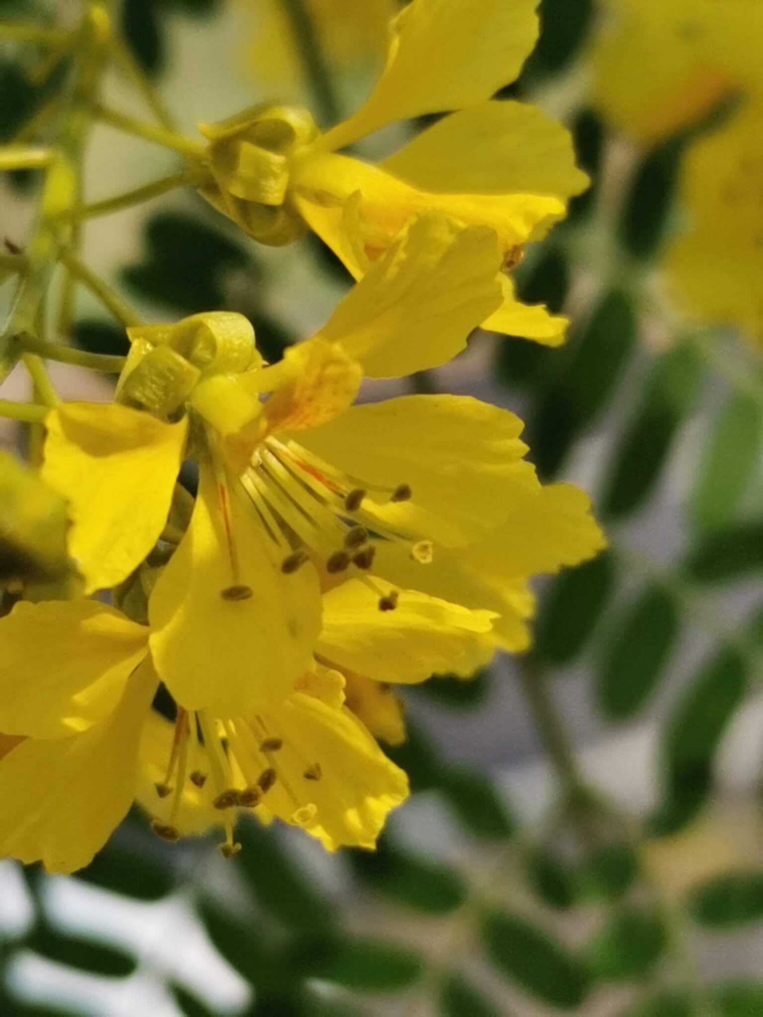 Plantid