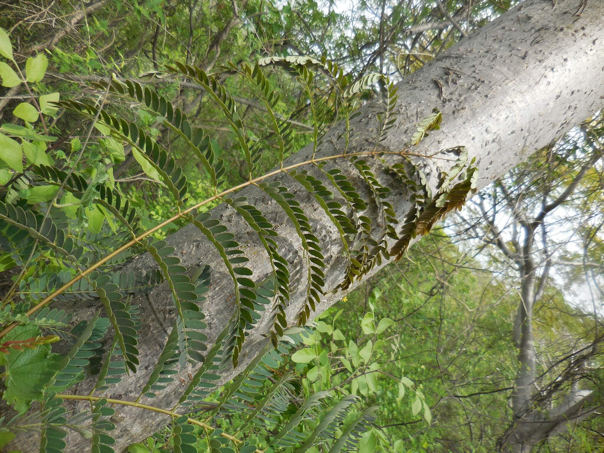 Plantid