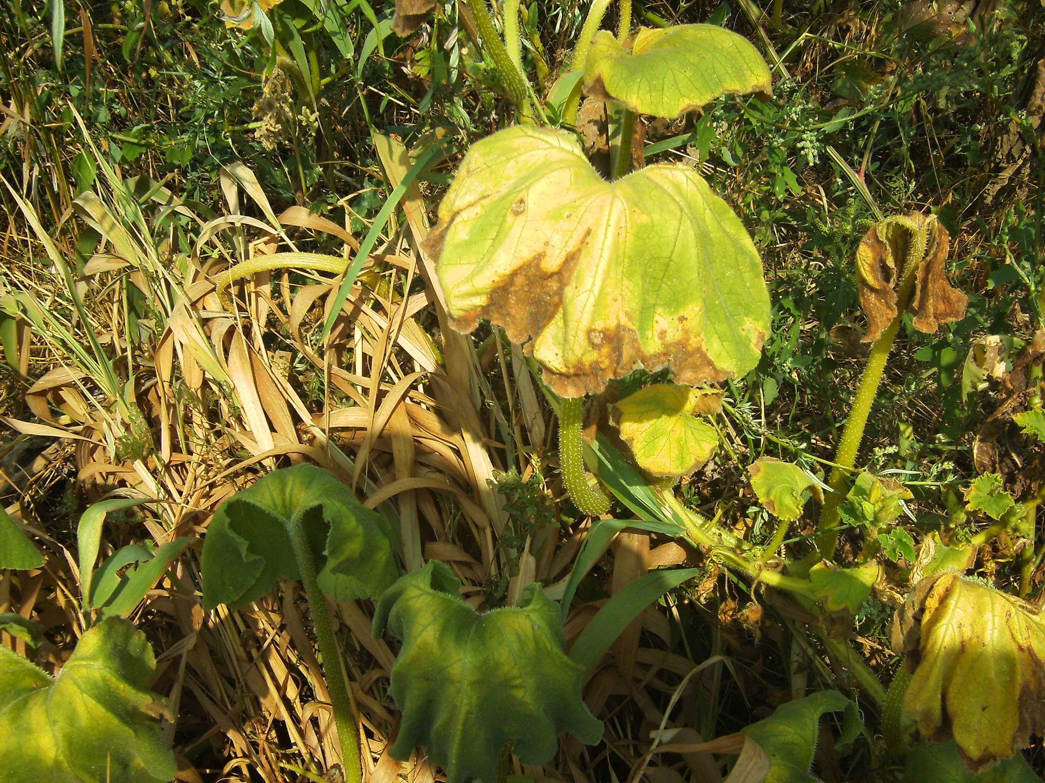 Plantid