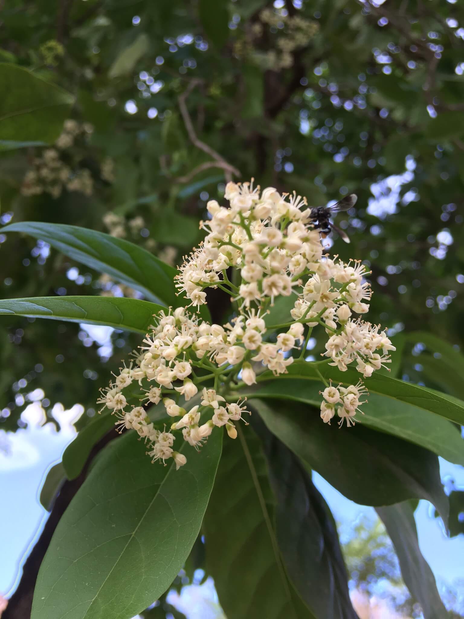 Plantid