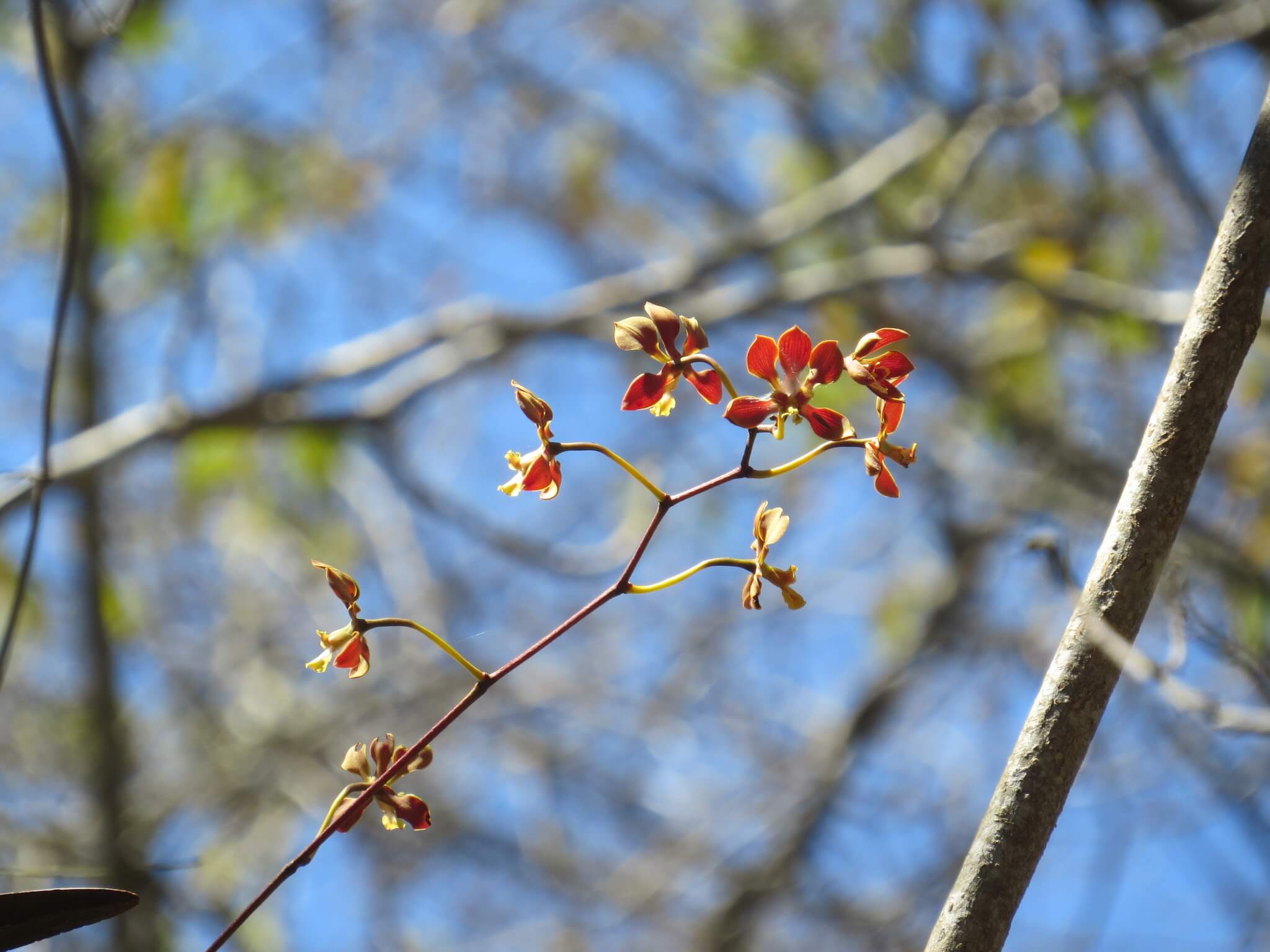 Plantid
