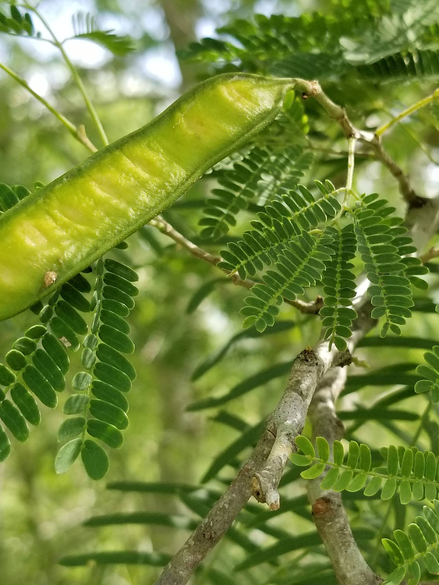 Plantid