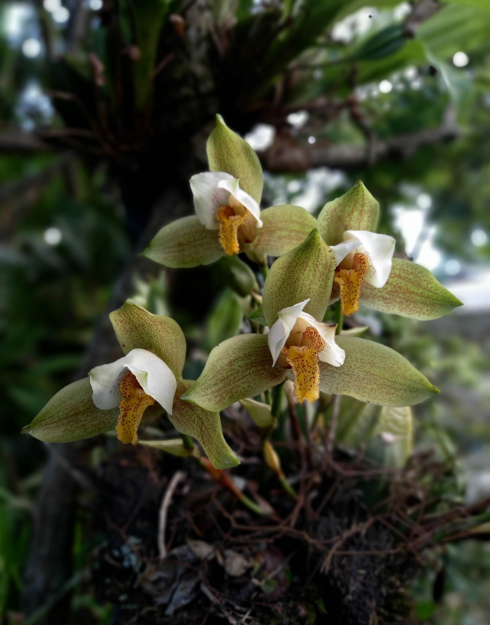 Plantid