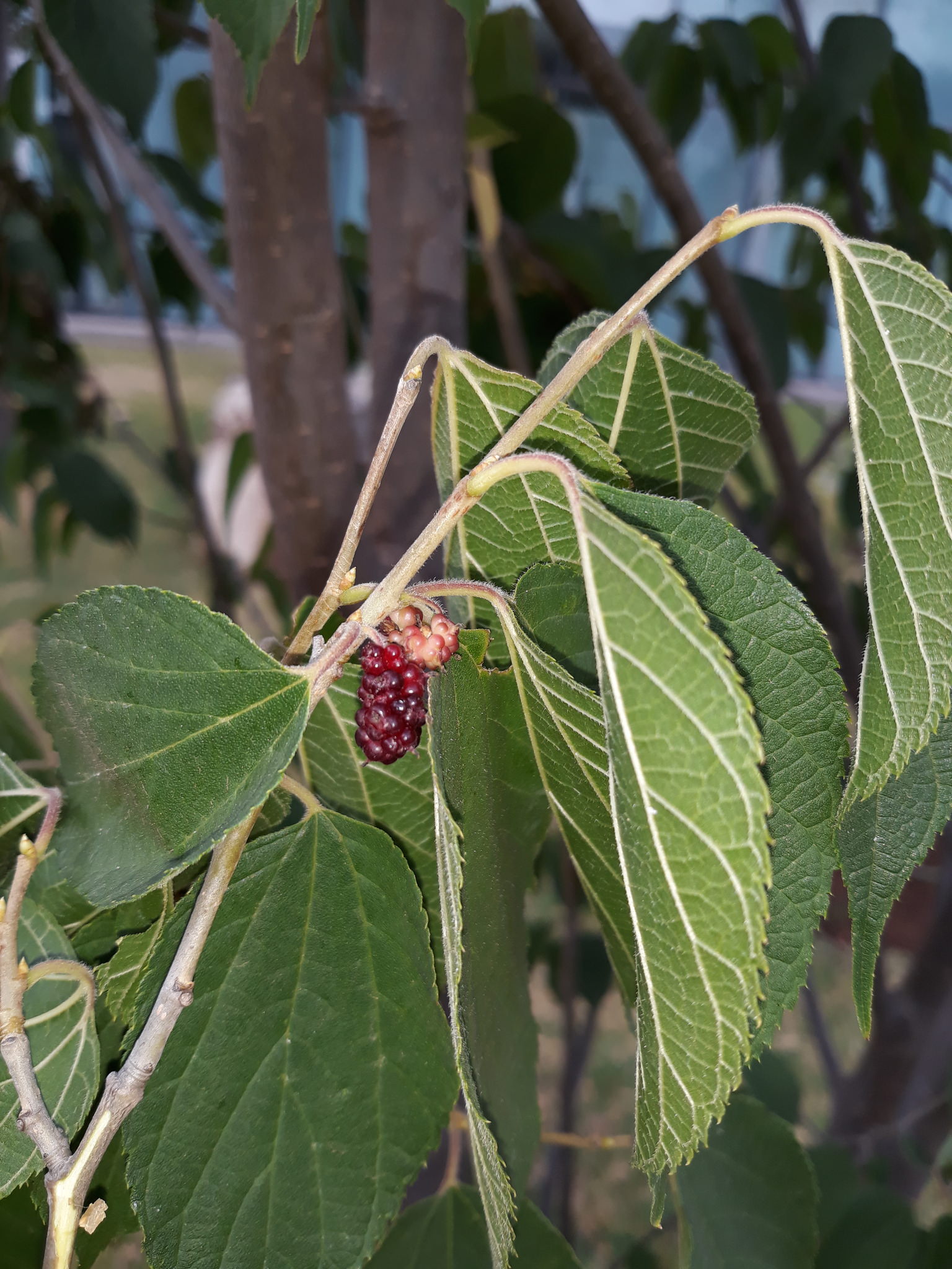 Plantid