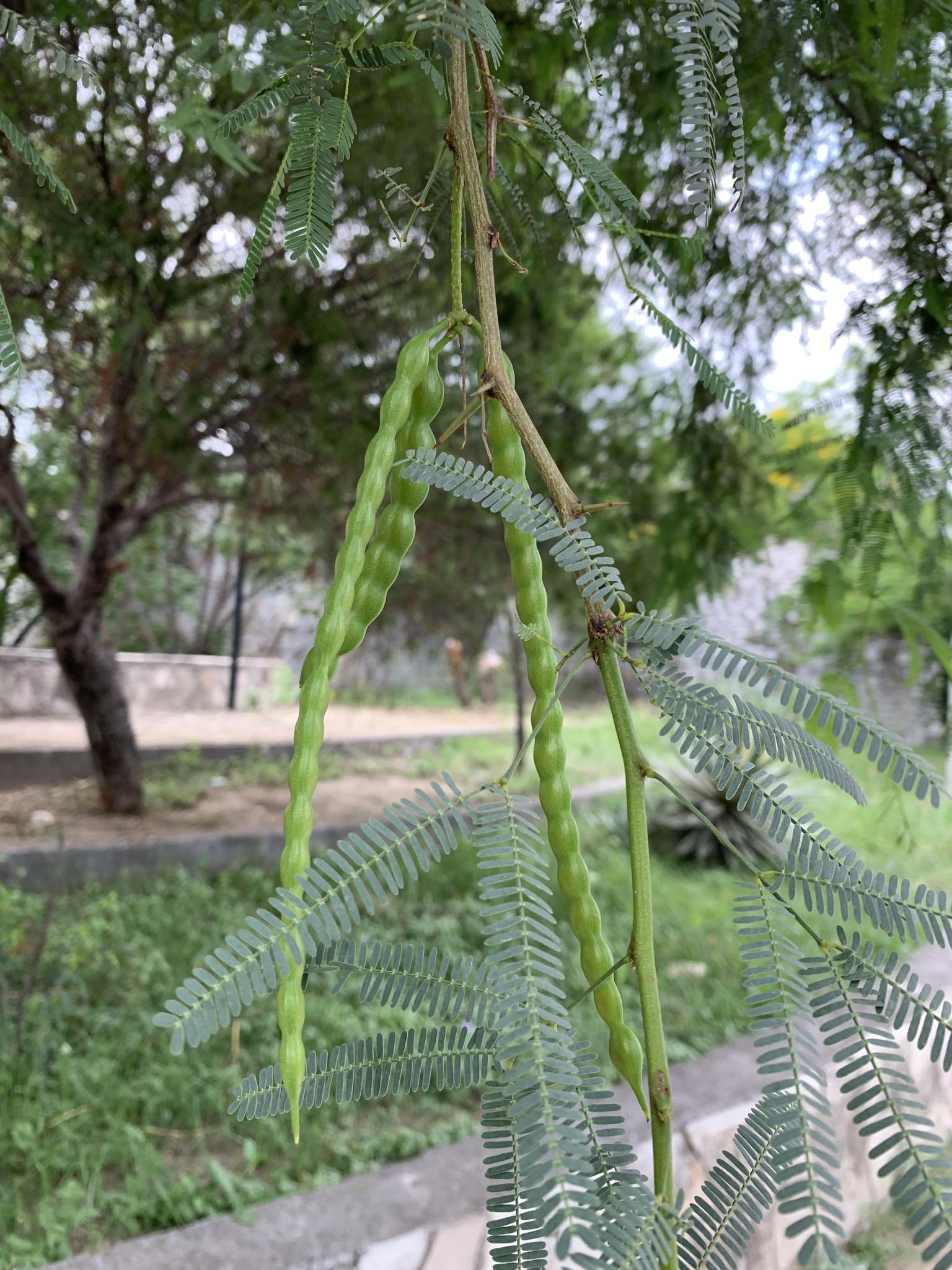 Plantid