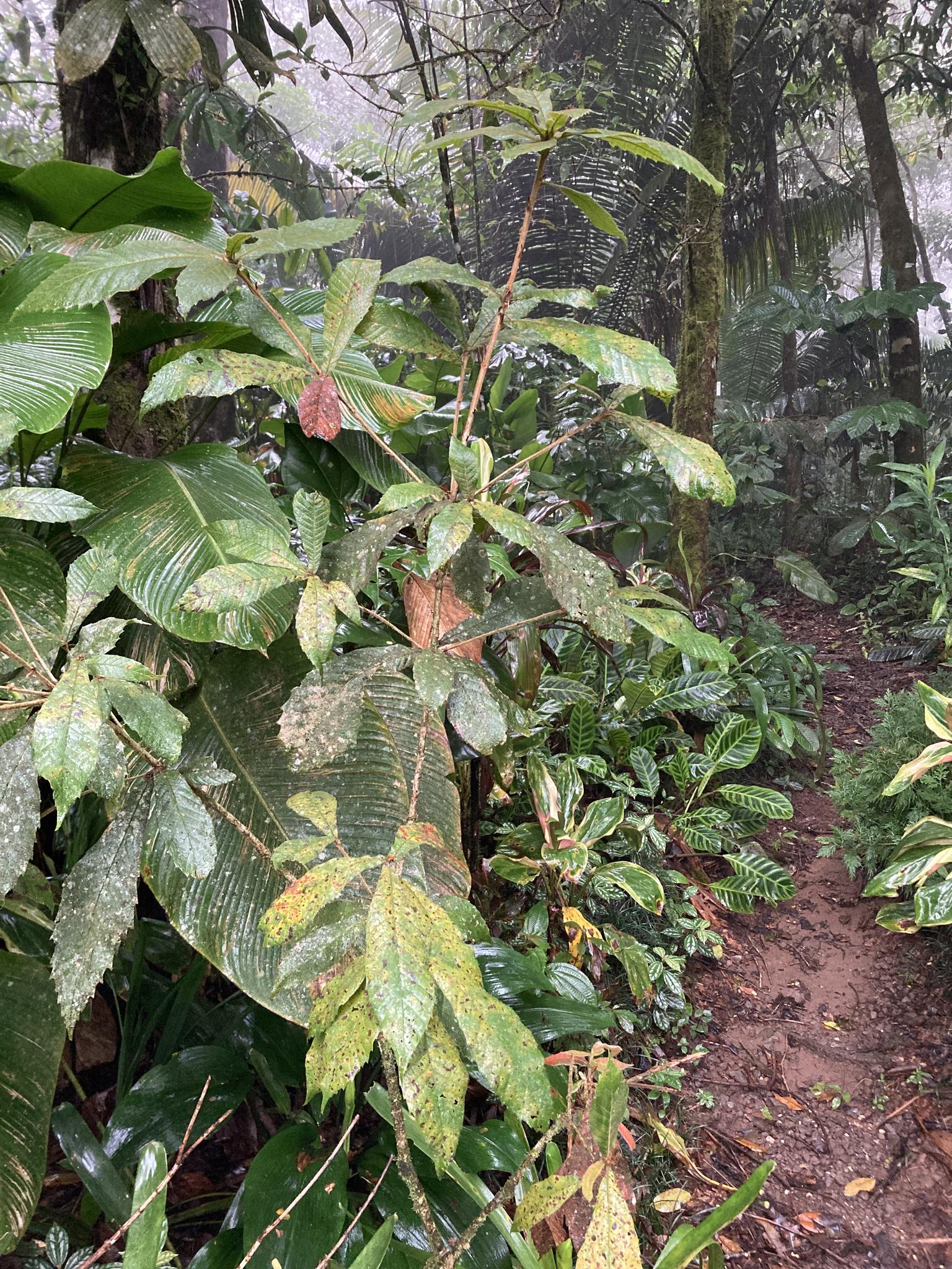 Plantid