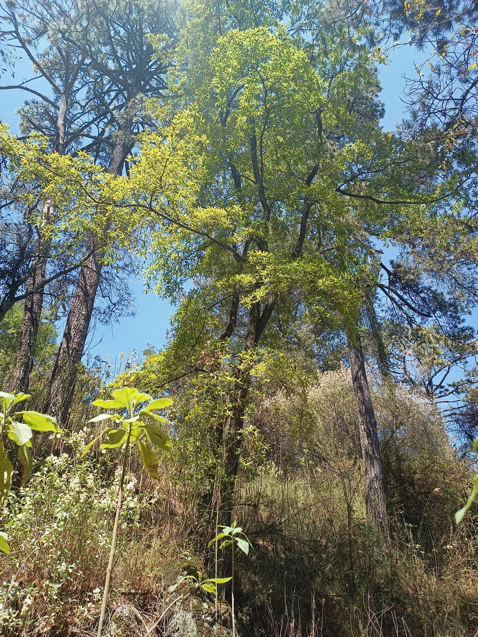 Plantid